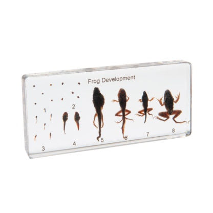 Knowledge Builder - Frog Life Cycle - Mini Beasts - Block – Toys2Learn